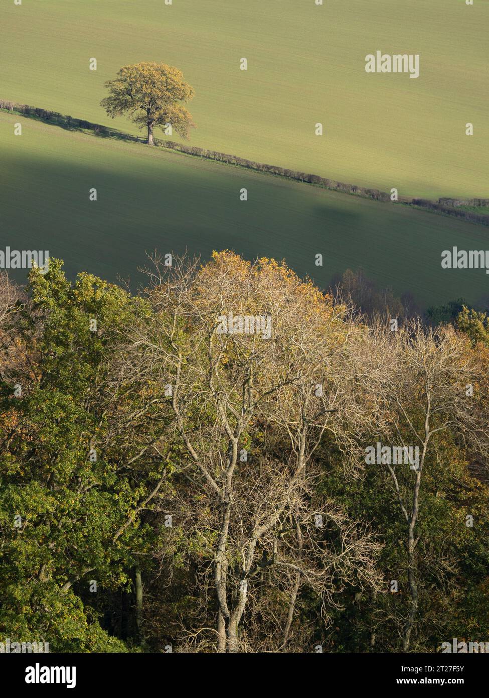 Nortoncamp Wood near Craven Arms, Shropshire viewed from Stoke Wood in ...