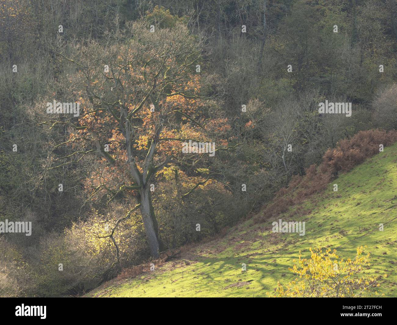 Mixed woodland in full Autumn colour at Aldon, Onibury, Craven Arms ...