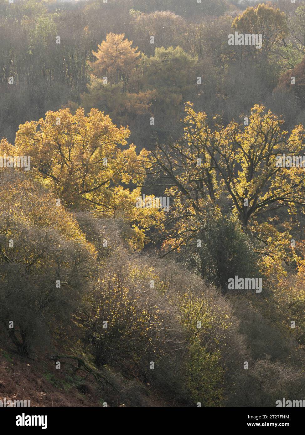 Mixed woodland in full Autumn colour at Aldon, Onibury, Craven Arms ...