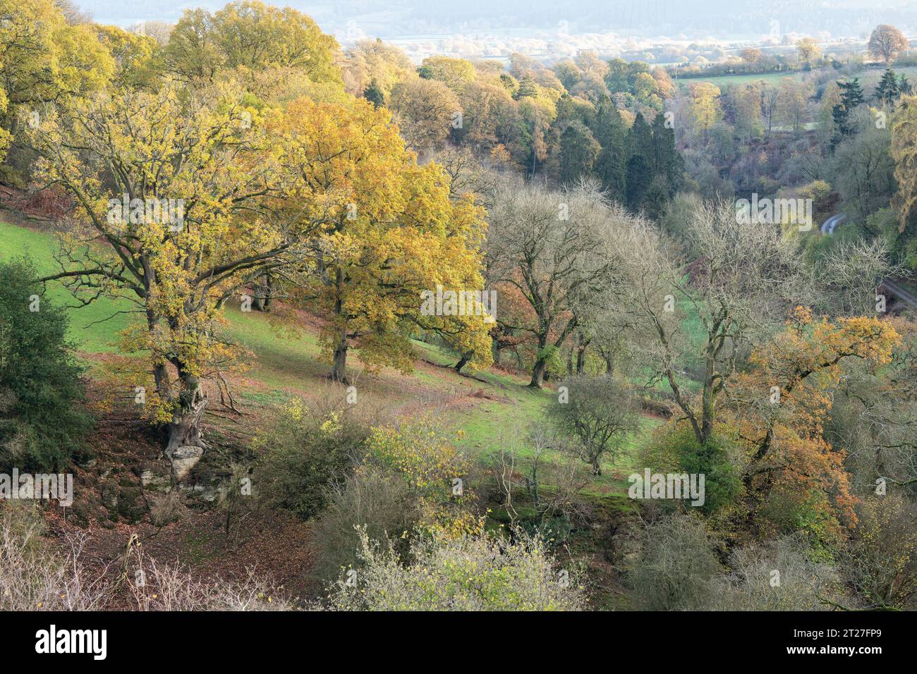 Mixed woodland in full Autumn colour at Aldon, Onibury, Craven Arms ...
