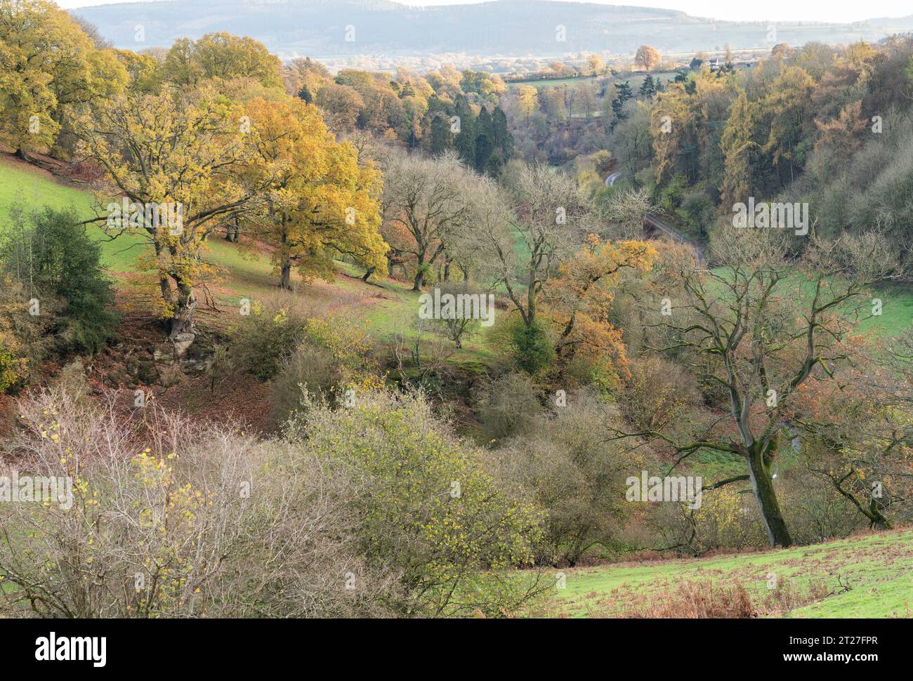 Mixed woodland in full Autumn colour at Aldon, Onibury, Craven Arms ...