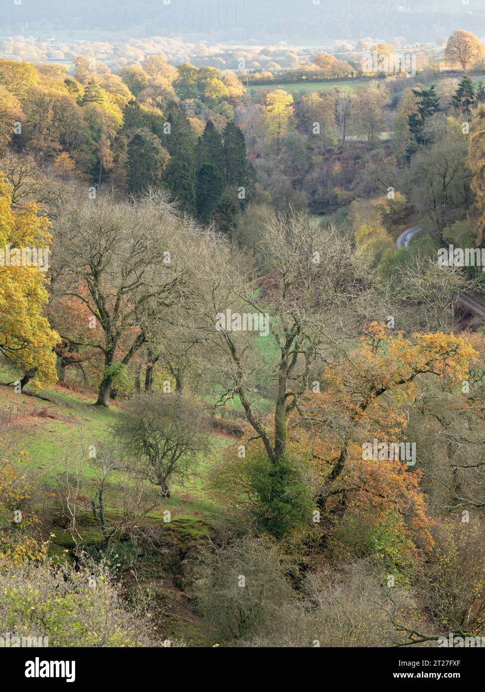 Mixed woodland in full Autumn colour at Aldon, Onibury, Craven Arms ...