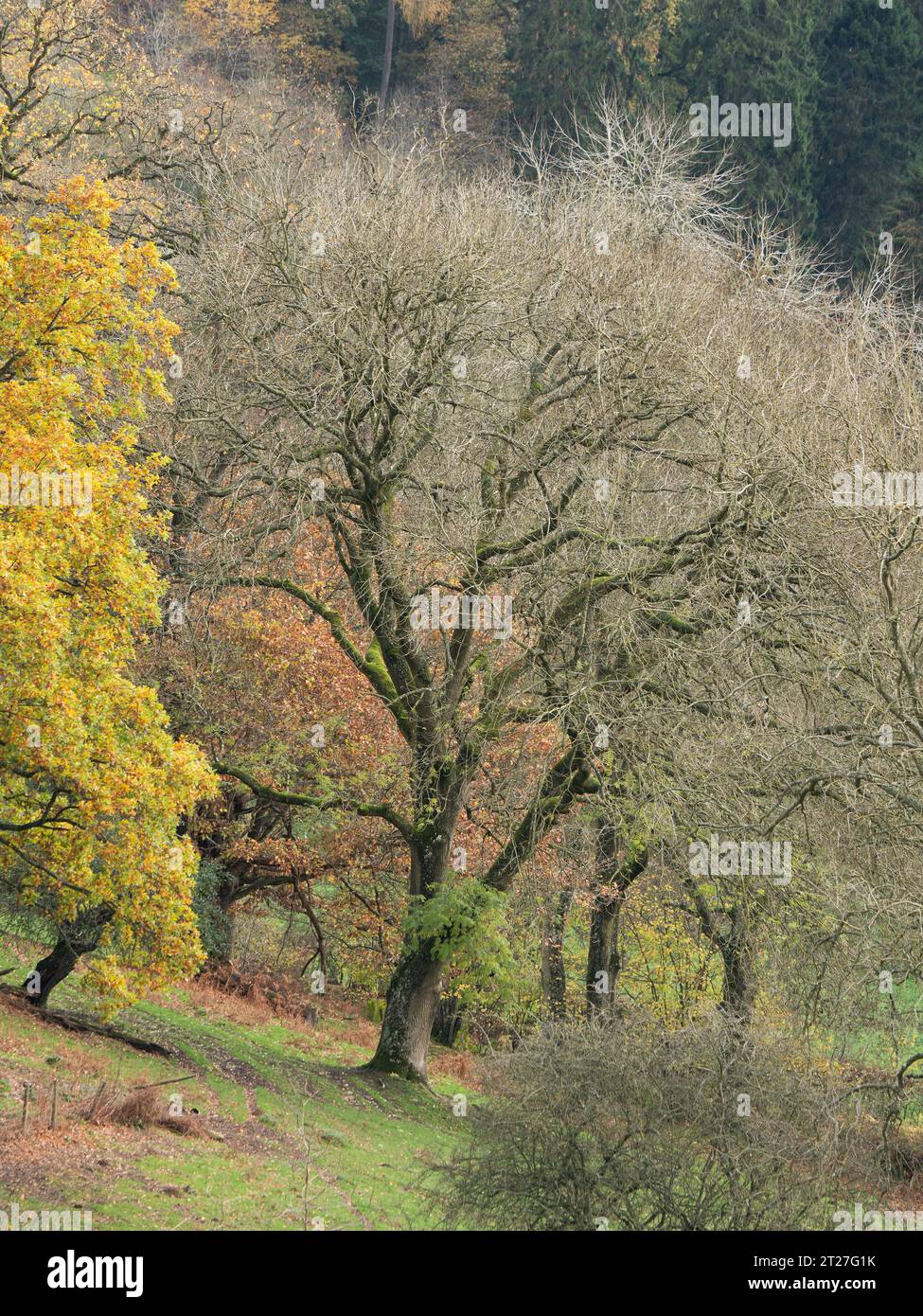 Mixed woodland in full Autumn colour at Aldon, Onibury, Craven Arms ...