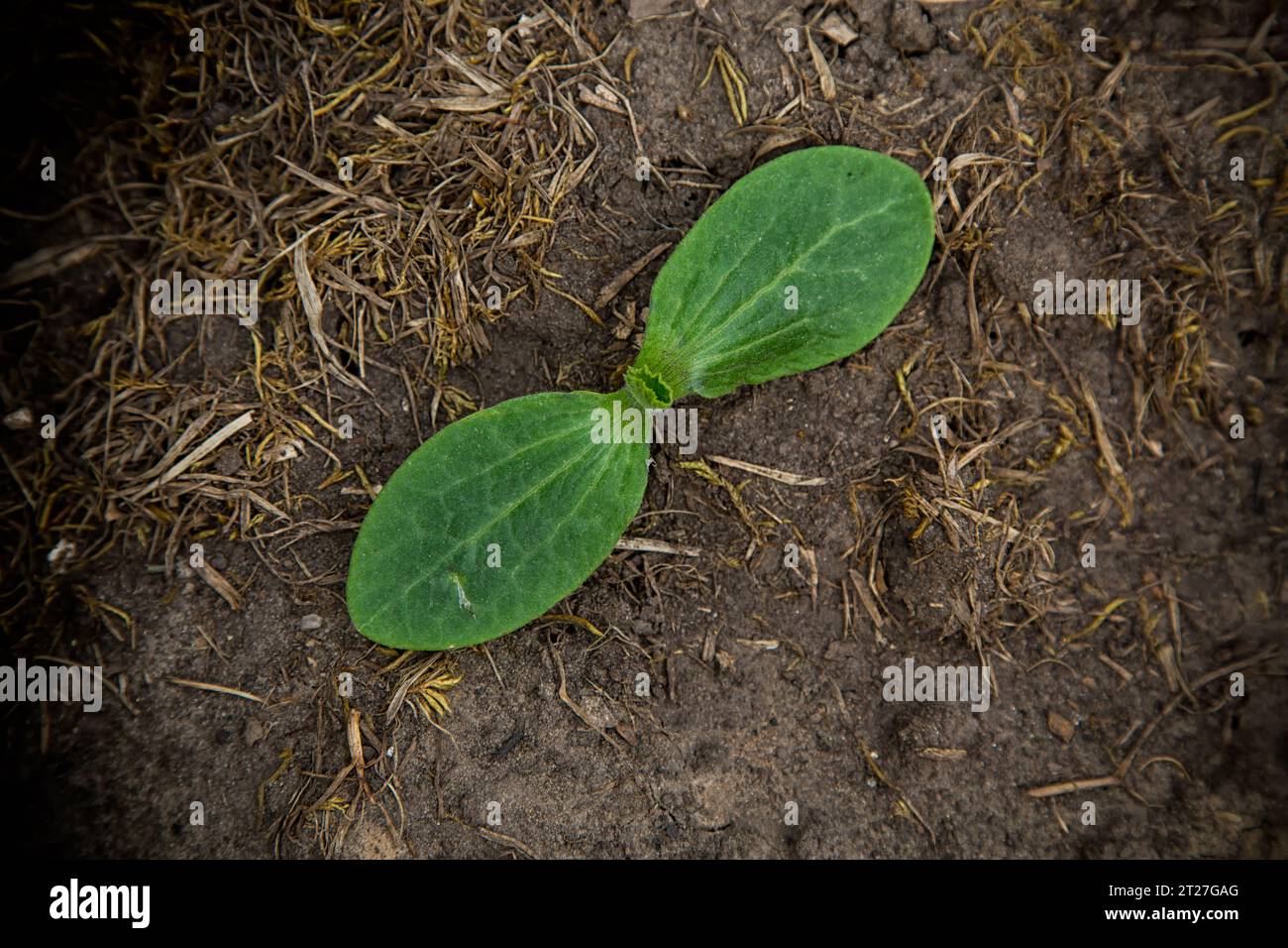 Young zucchini leaves in hi-res stock photography and images - Alamy Young zucchini leaves in hi-res stock photography and images - Alamy