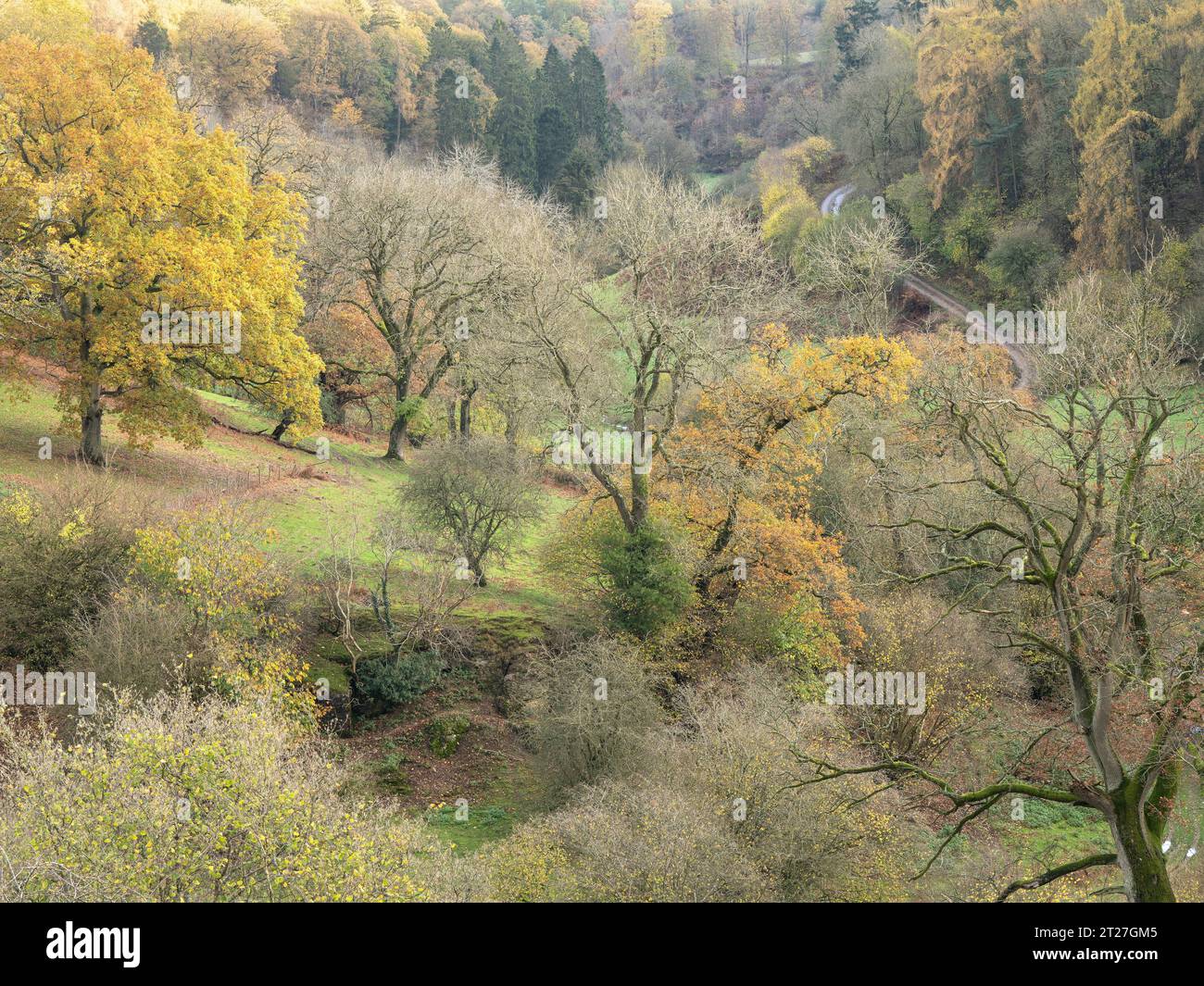 Mixed woodland in full Autumn colour at Aldon, Onibury, Craven Arms ...