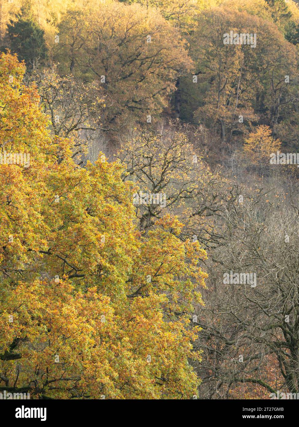 Mixed woodland in full Autumn colour at Aldon, Onibury, Craven Arms ...