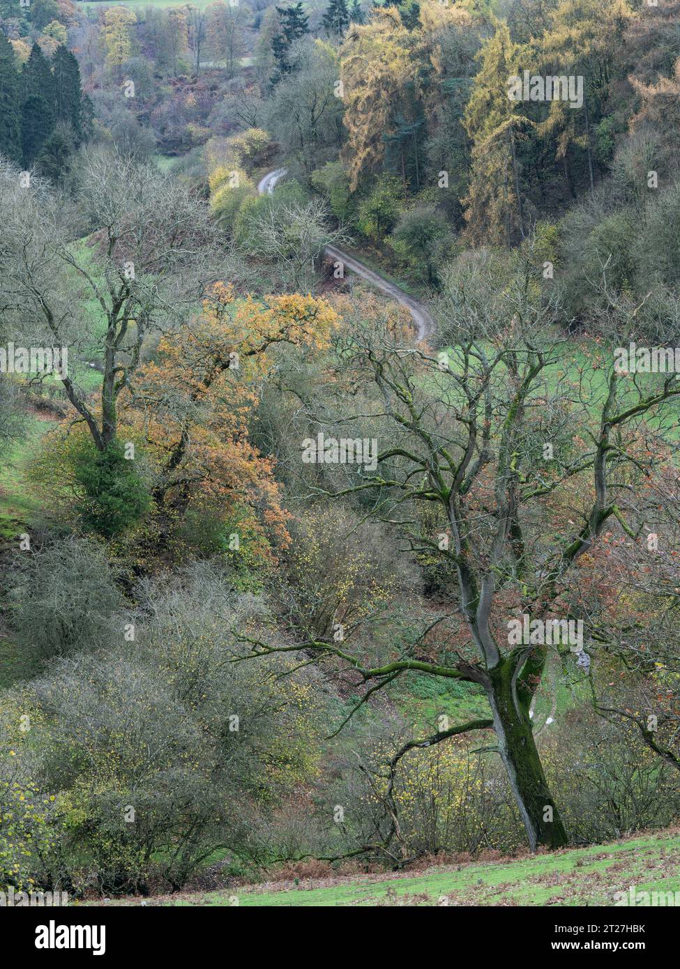 Mixed woodland in full Autumn colour at Aldon, Onibury, Craven Arms ...