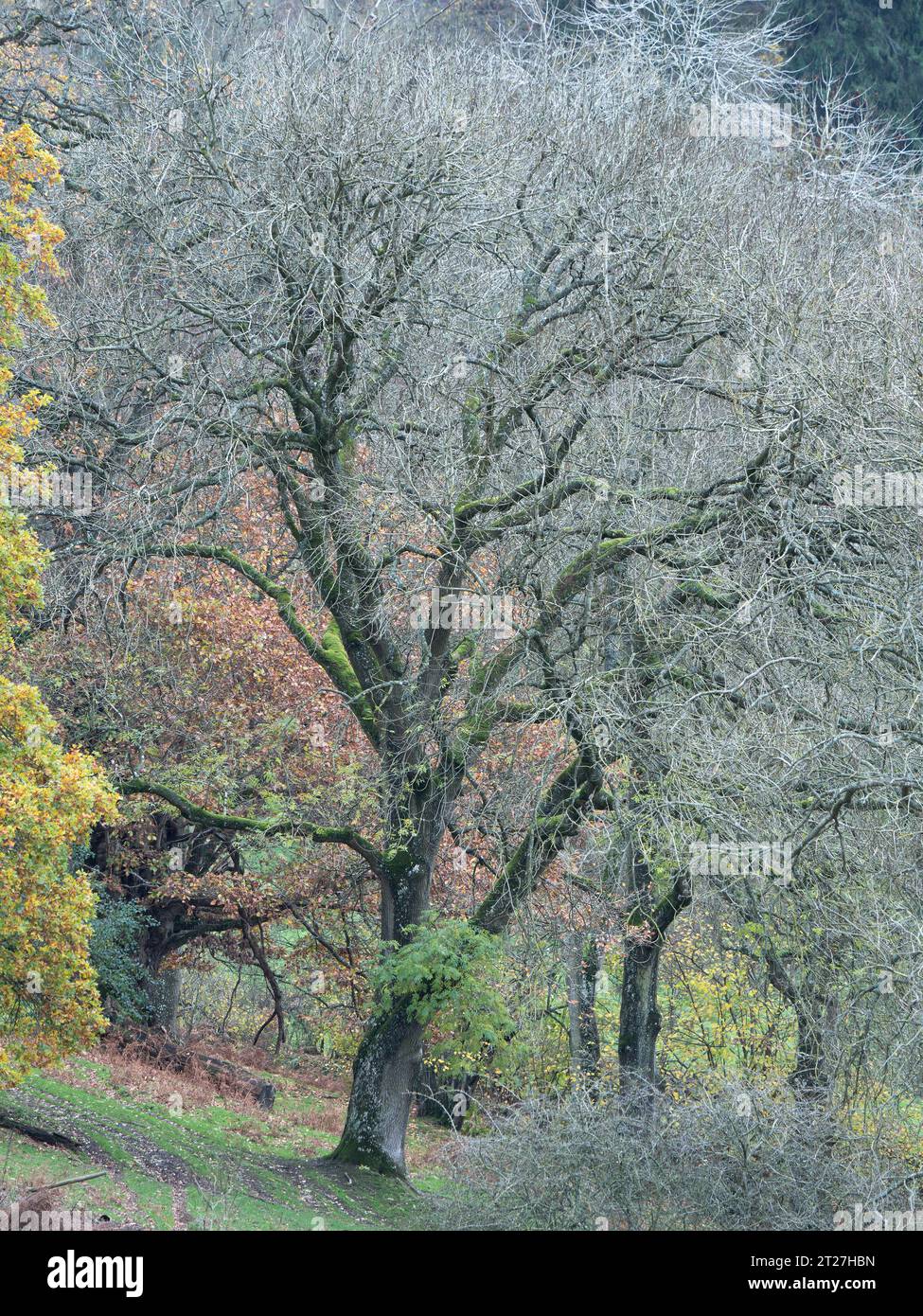 Mixed woodland in full Autumn colour at Aldon, Onibury, Craven Arms ...