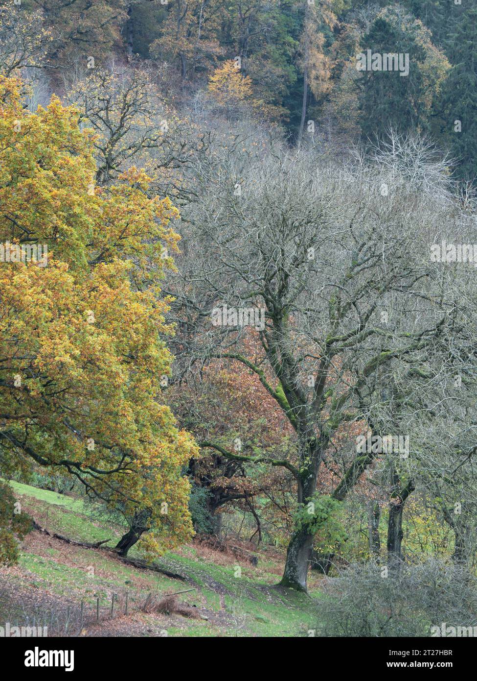 Mixed woodland in full Autumn colour at Aldon, Onibury, Craven Arms ...