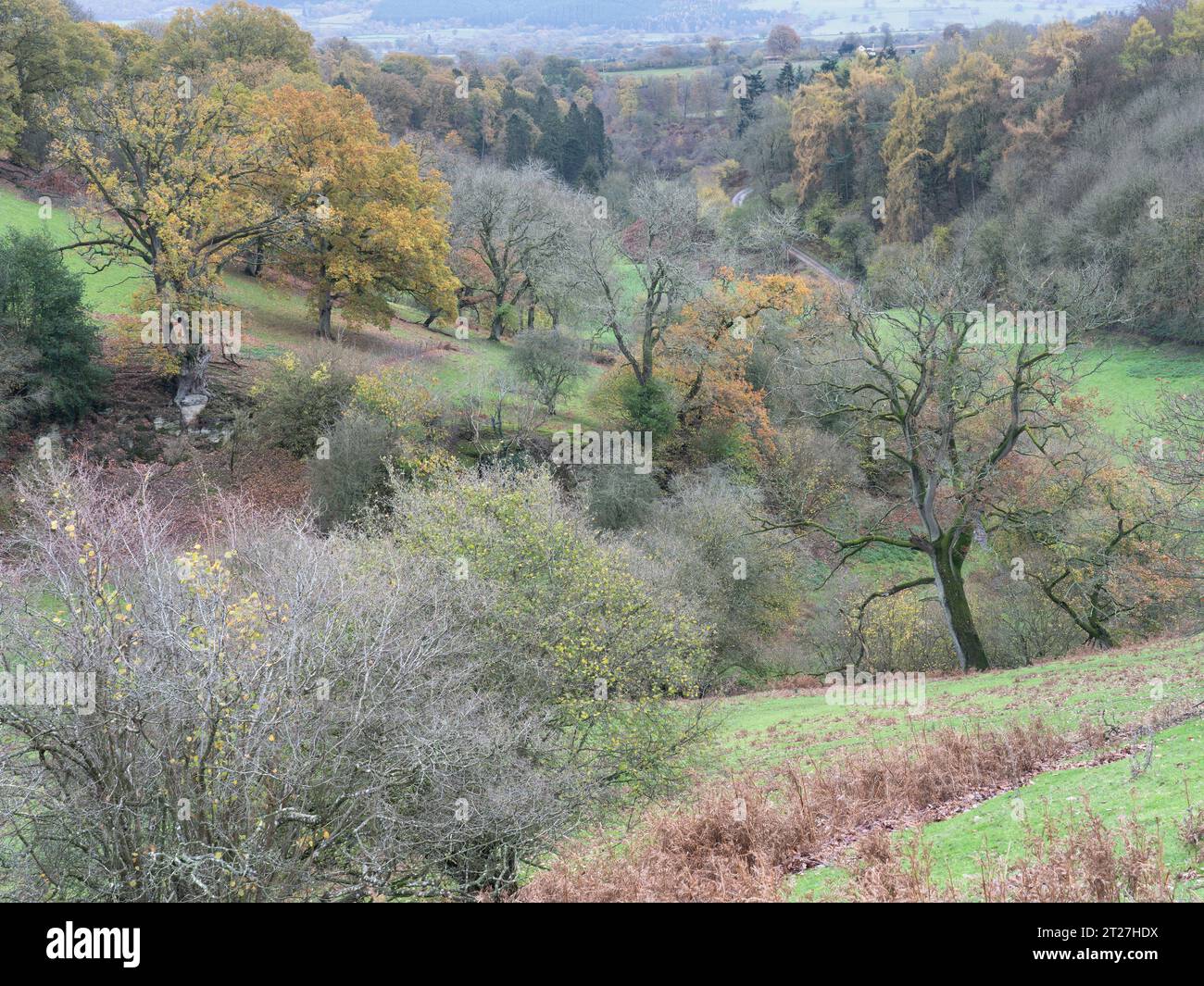 Mixed woodland in full Autumn colour at Aldon, Onibury, Craven Arms ...