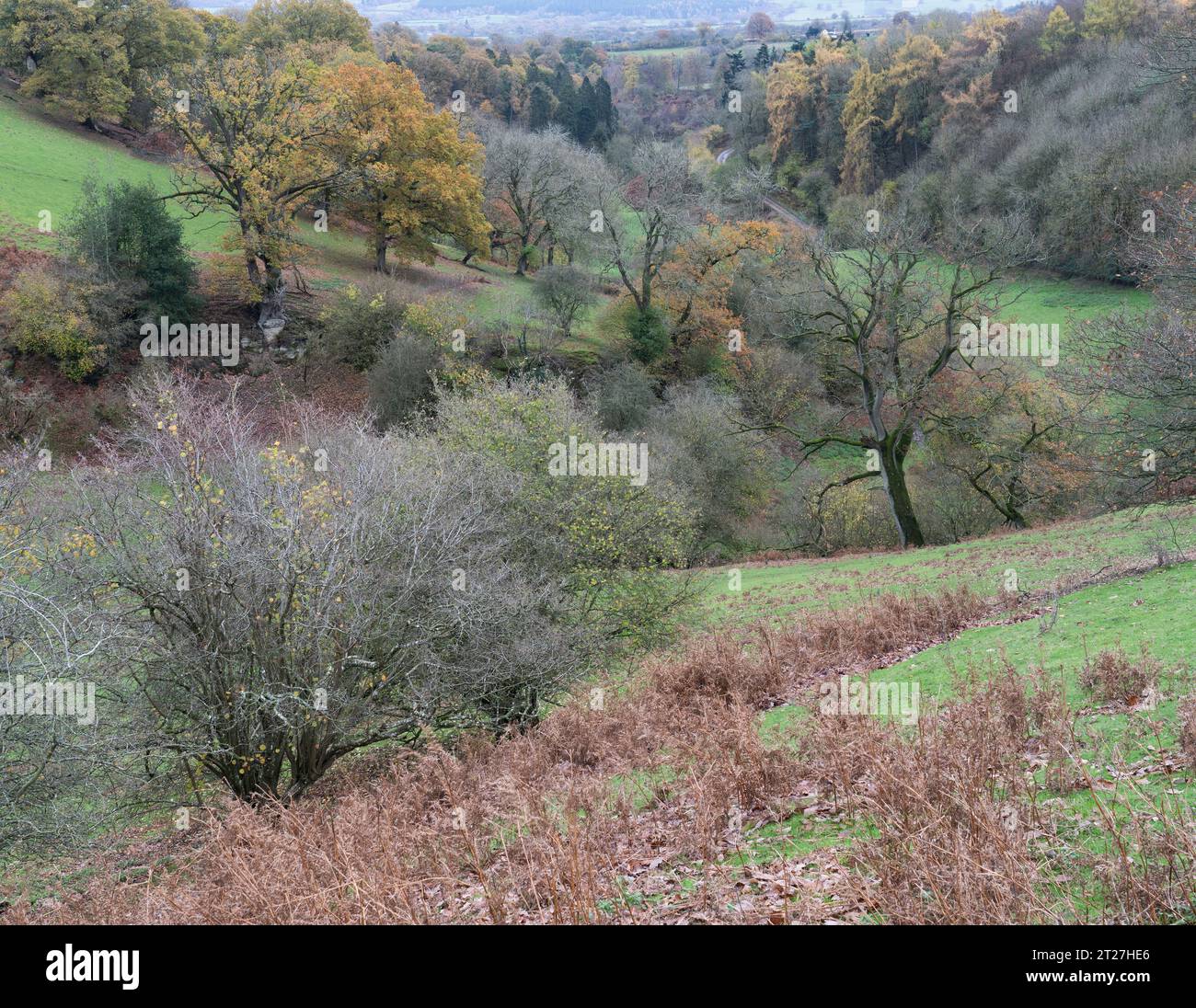 Mixed woodland in full Autumn colour at Aldon, Onibury, Craven Arms ...