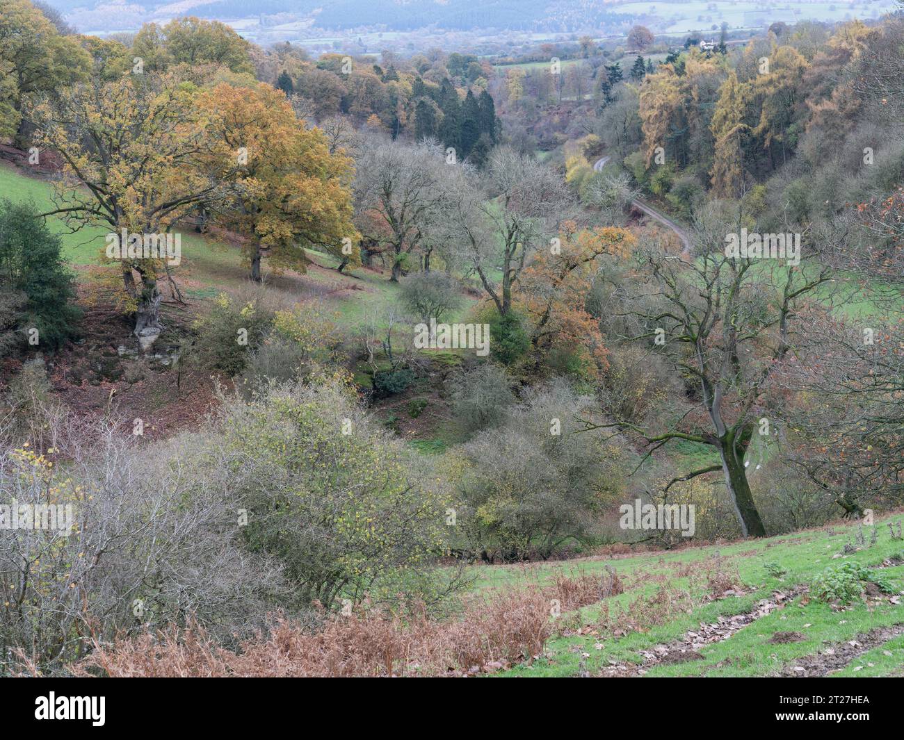 Mixed woodland in full Autumn colour at Aldon, Onibury, Craven Arms ...