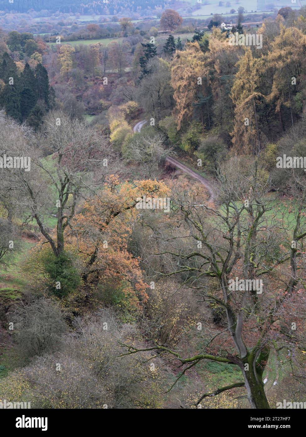 Mixed woodland in full Autumn colour at Aldon, Onibury, Craven Arms ...