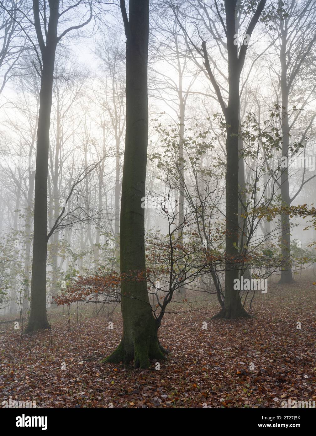 Quintessential English broadleaf woodland in Autumn with mist, South ...