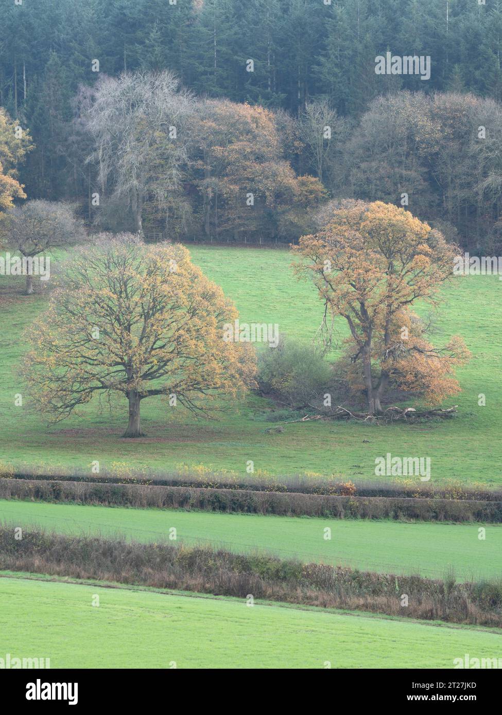 Quintessential British mixed woodland on Goat Hill in South Shropshire ...