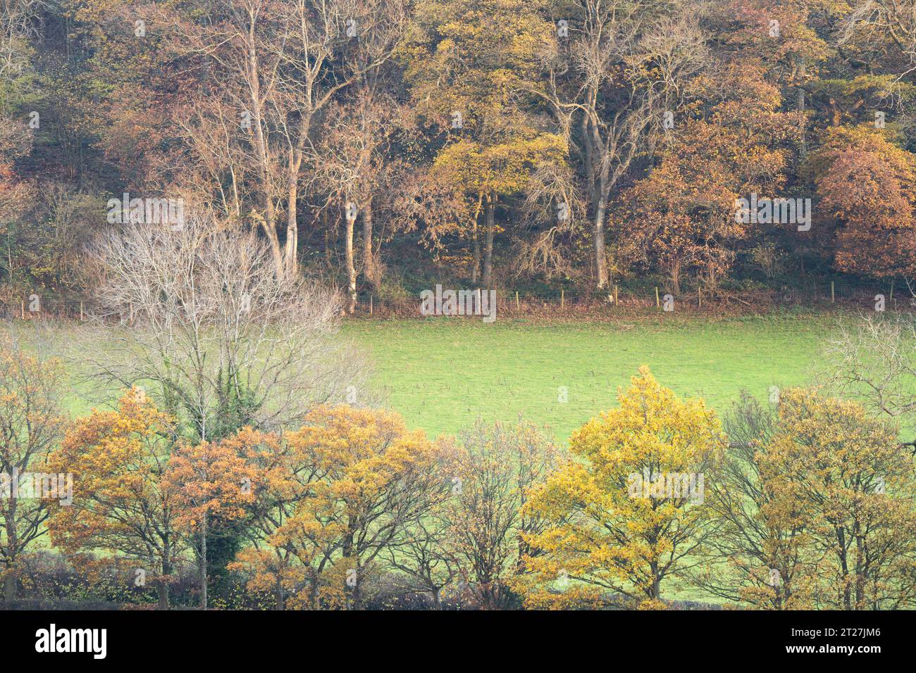 Quintessential British mixed woodland on Goat Hill in South Shropshire ...