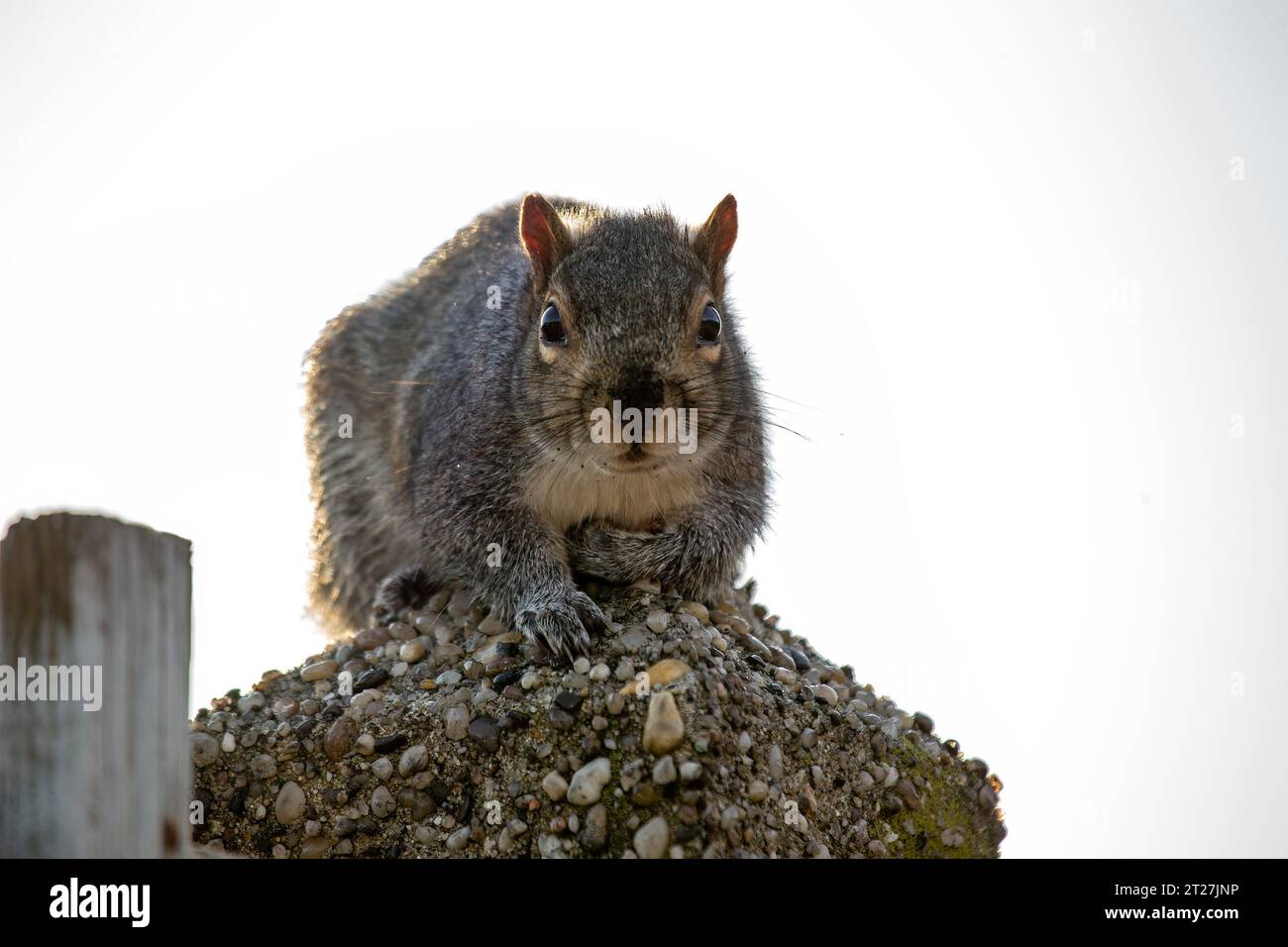 The eastern gray squirrel is a tree squirrel native to eastern North ...