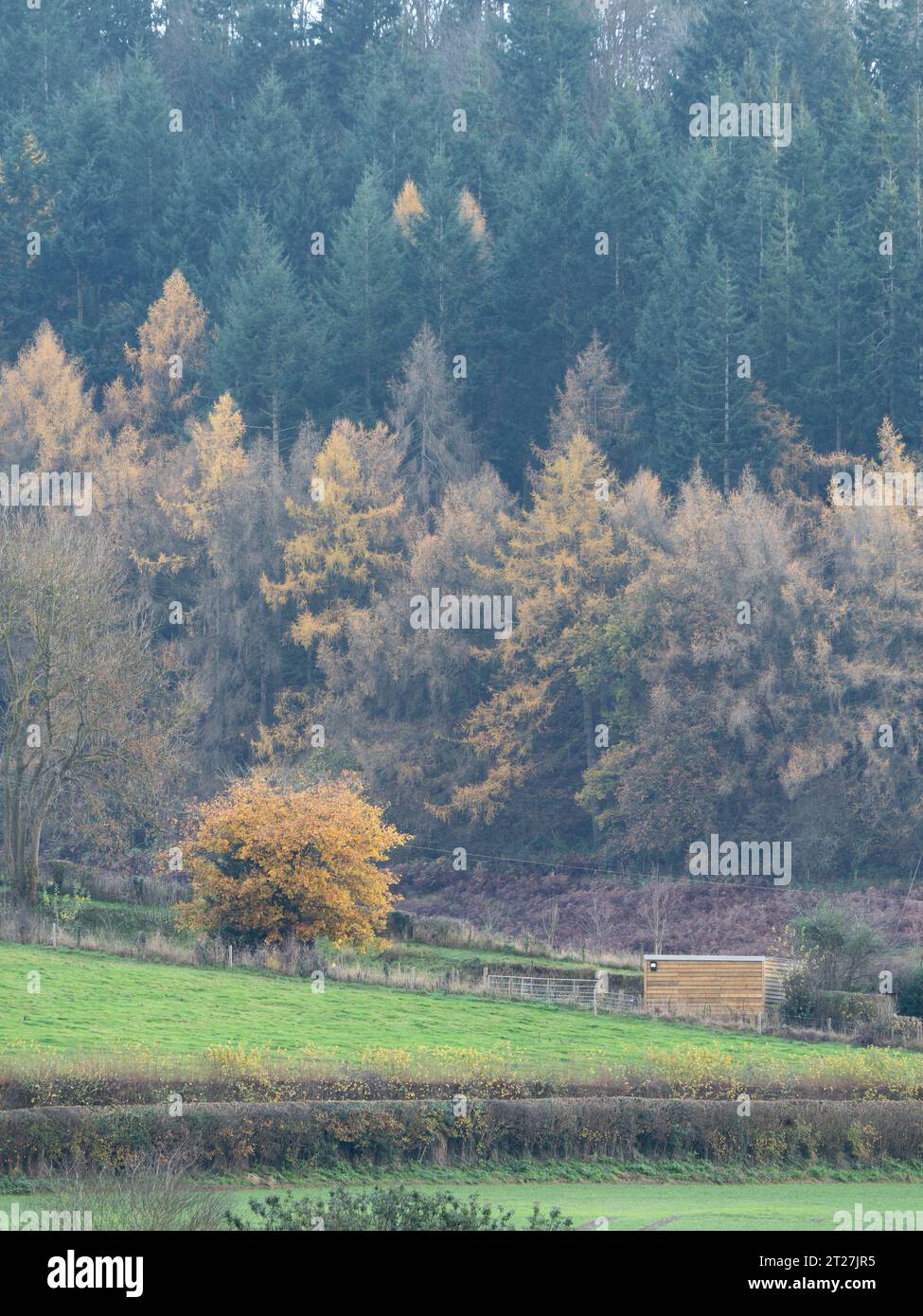 Quintessential British mixed woodland on Goat Hill in South Shropshire ...