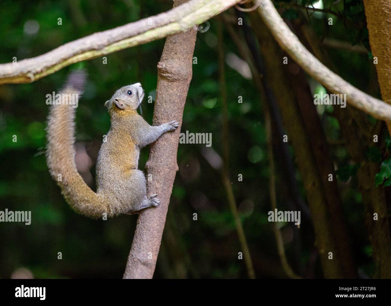 The Himalayan striped squirrel is a tree squirrel native to the ...