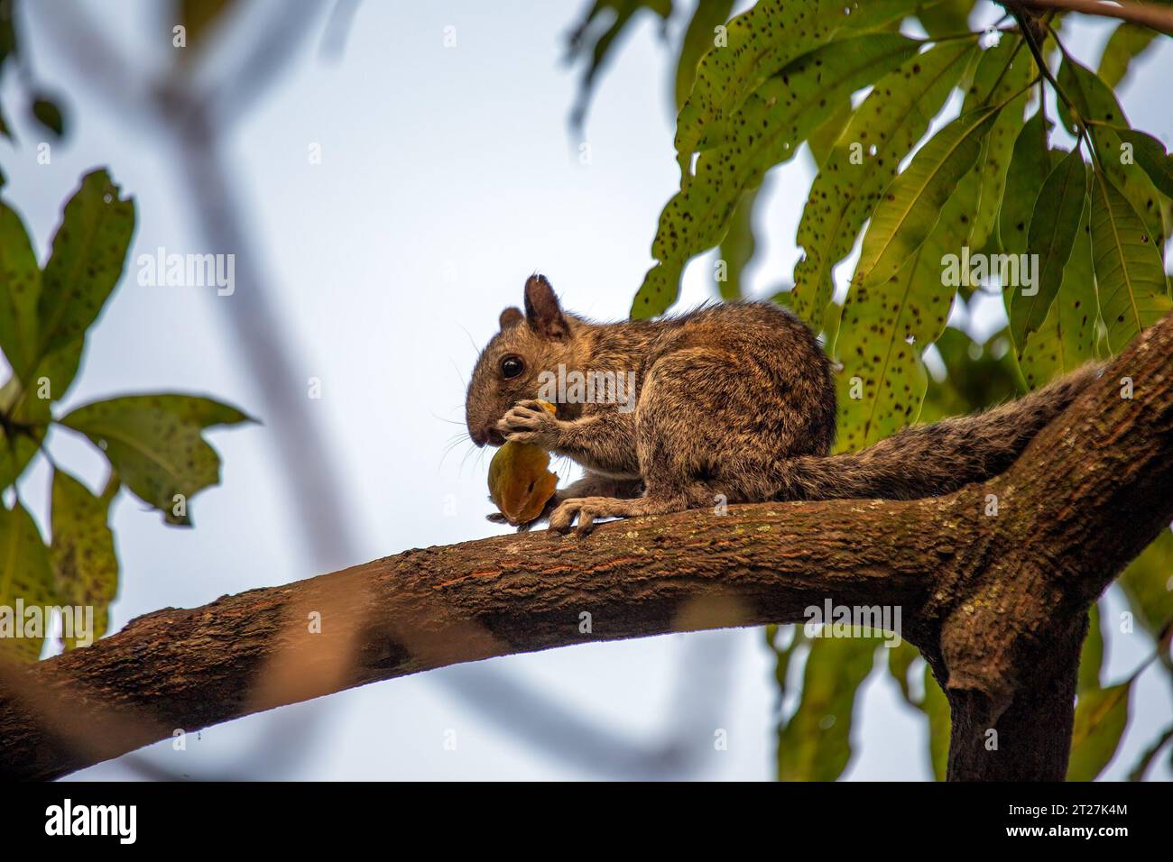 The variegated squirrel is a tree squirrel native to Central and South ...