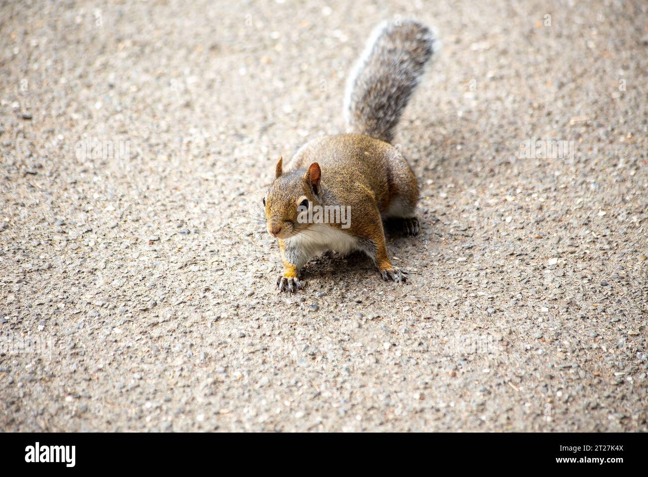 The western gray squirrel is a tree squirrel native to the western ...