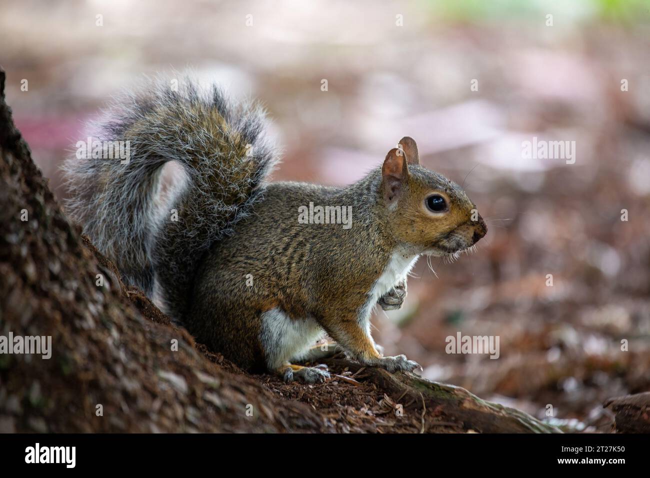 The western gray squirrel is a tree squirrel native to the western ...