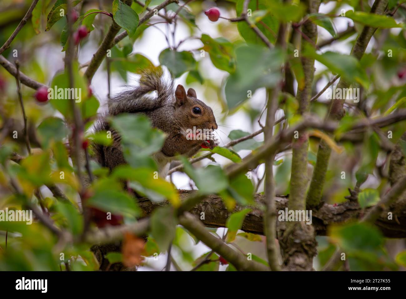 The western gray squirrel is a tree squirrel native to the western ...