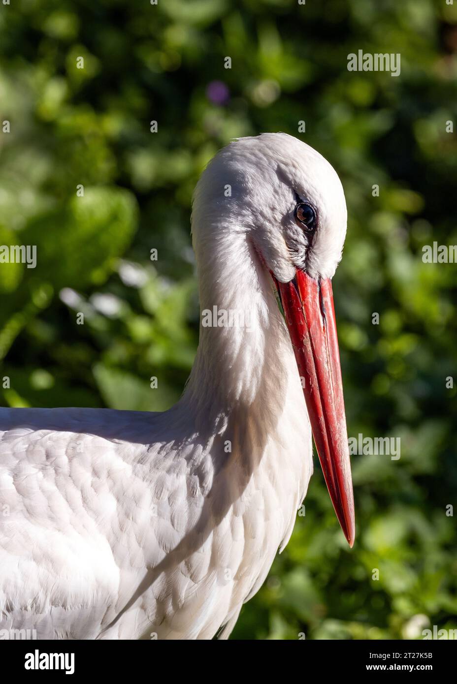 Lon legs hi-res stock photography and images - Alamy