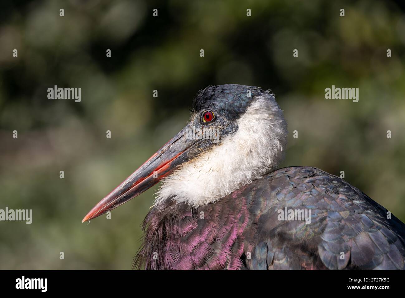 Large parts of sub saharan africa hi-res stock photography and images ...