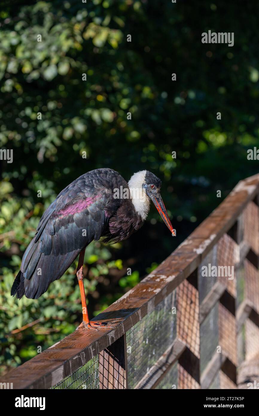 Large parts of sub saharan africa hi-res stock photography and images ...