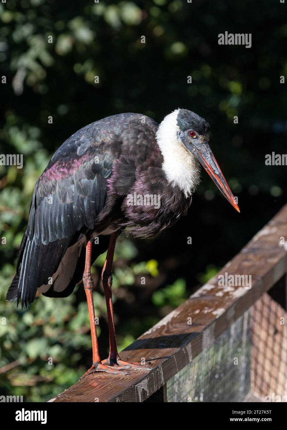 Large parts of sub saharan africa hi-res stock photography and images ...