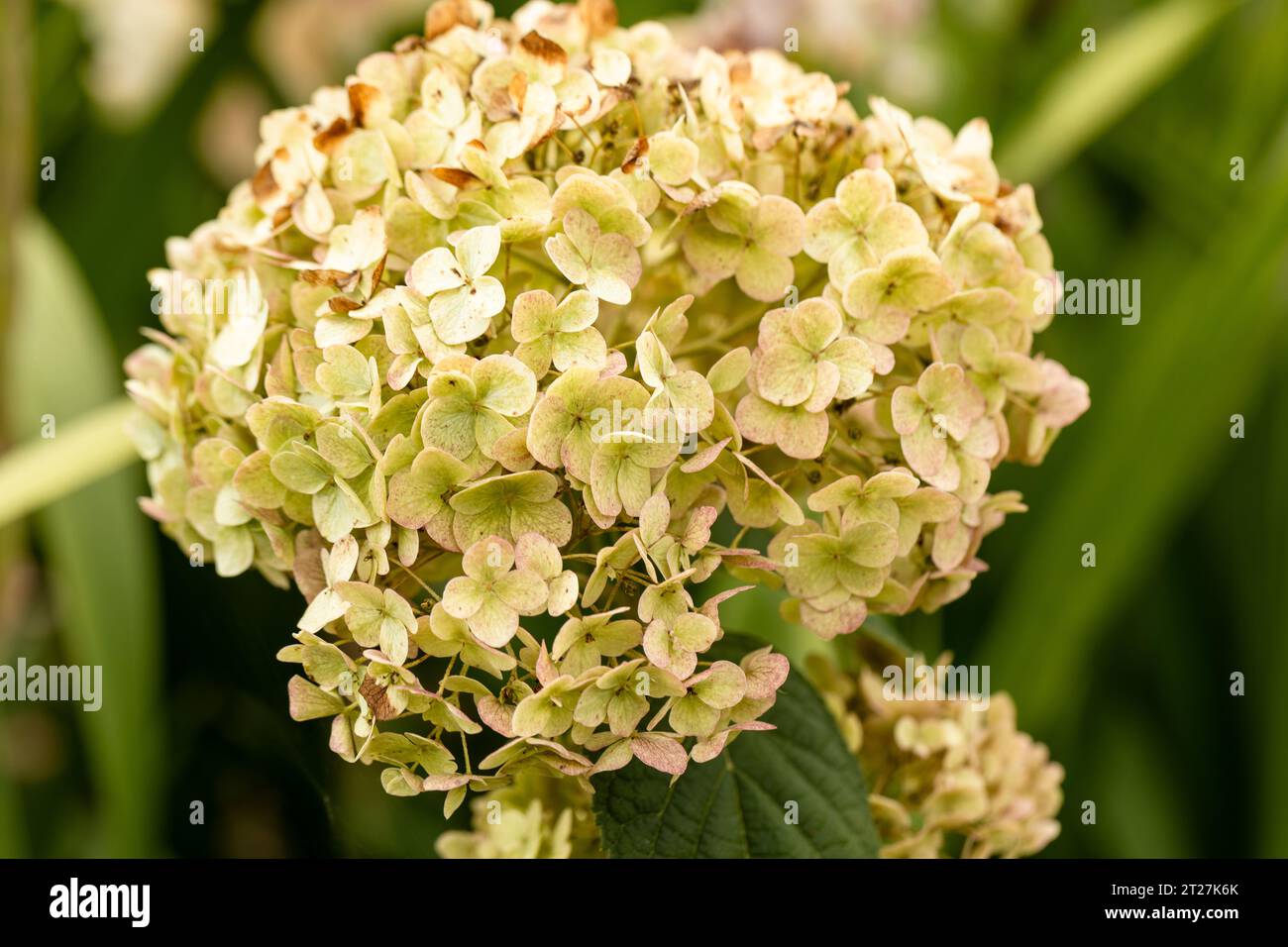 Flowering hydrangea tree, Hydrangea arborescens or Candybelle Bubblegum ...