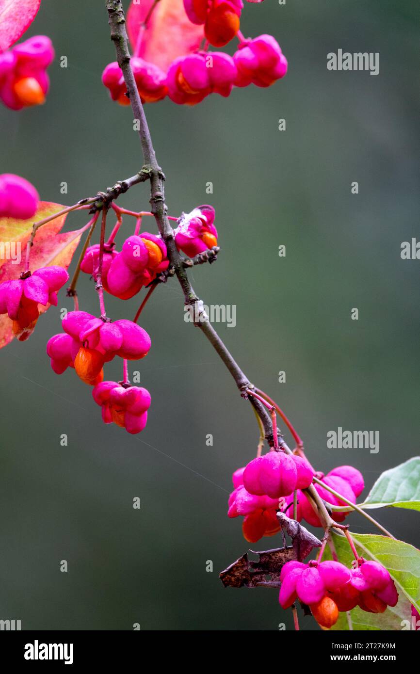 Pink, Euonymus europaeus Red Cascade, Spindle Tree Stock Photo - Alamy