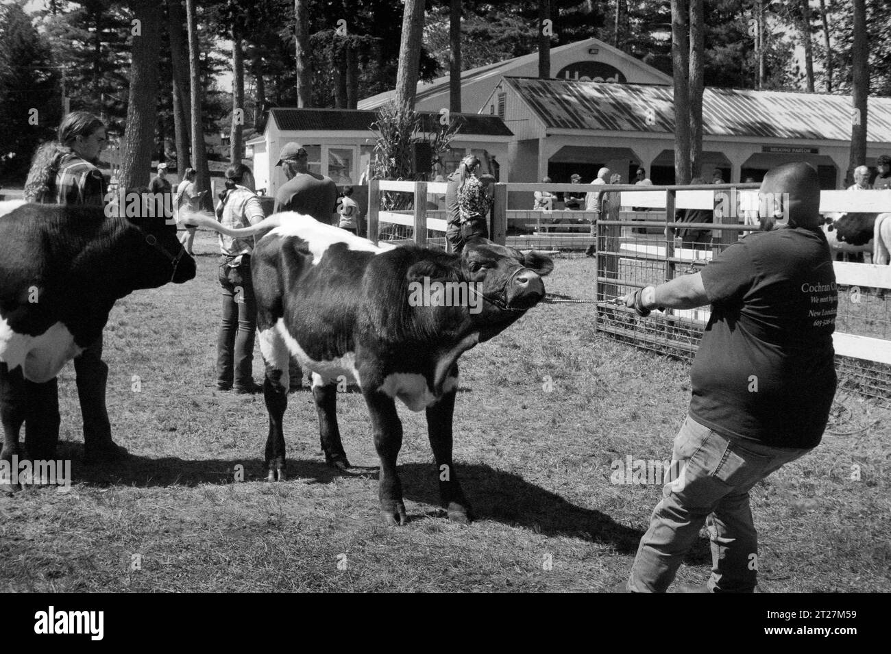 England animal cow Black and White Stock Photos & Images - Alamy