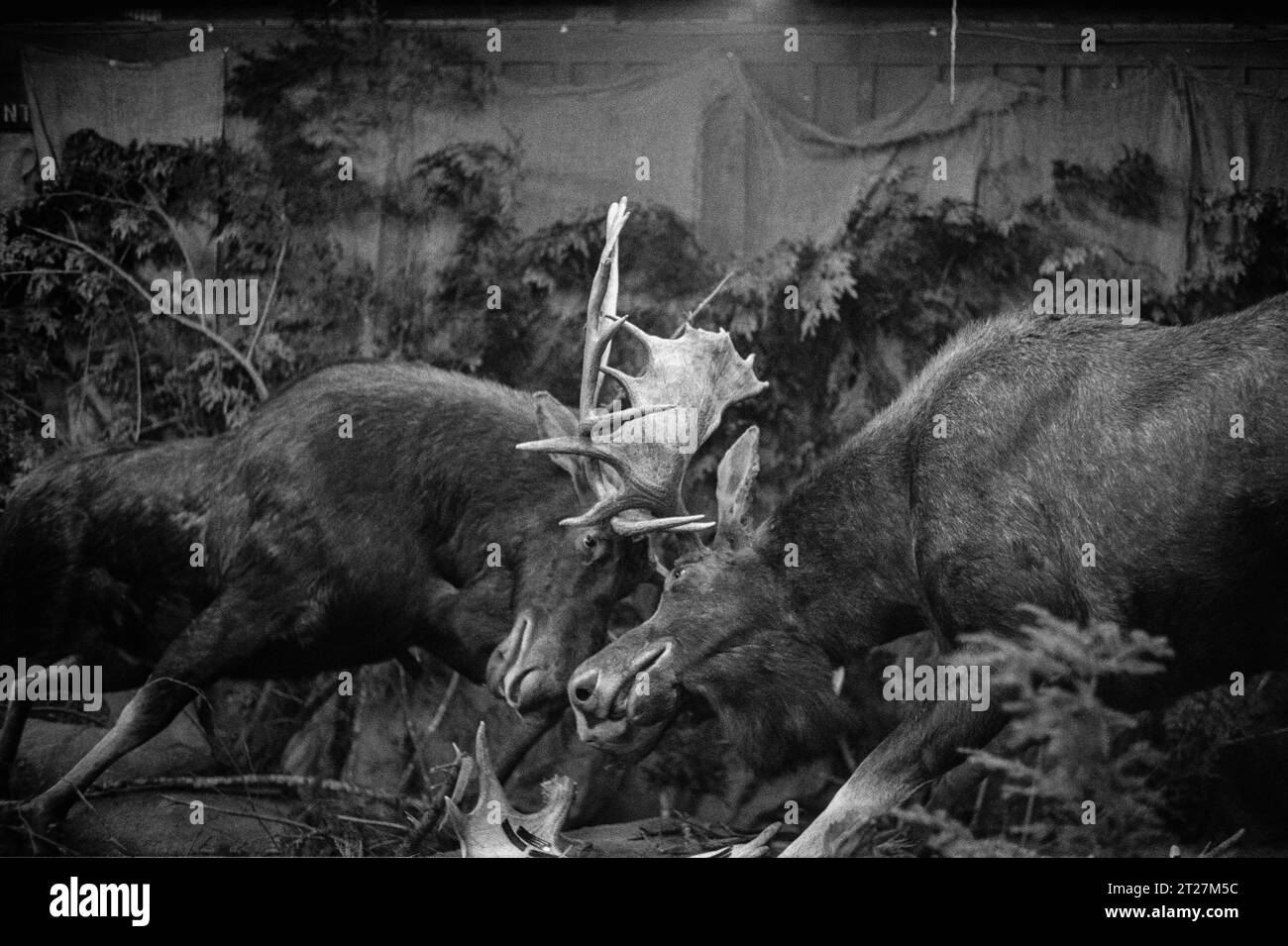 Hopkinton State Fair, New Hampshire 2023 - Two large taxidermized moose ...