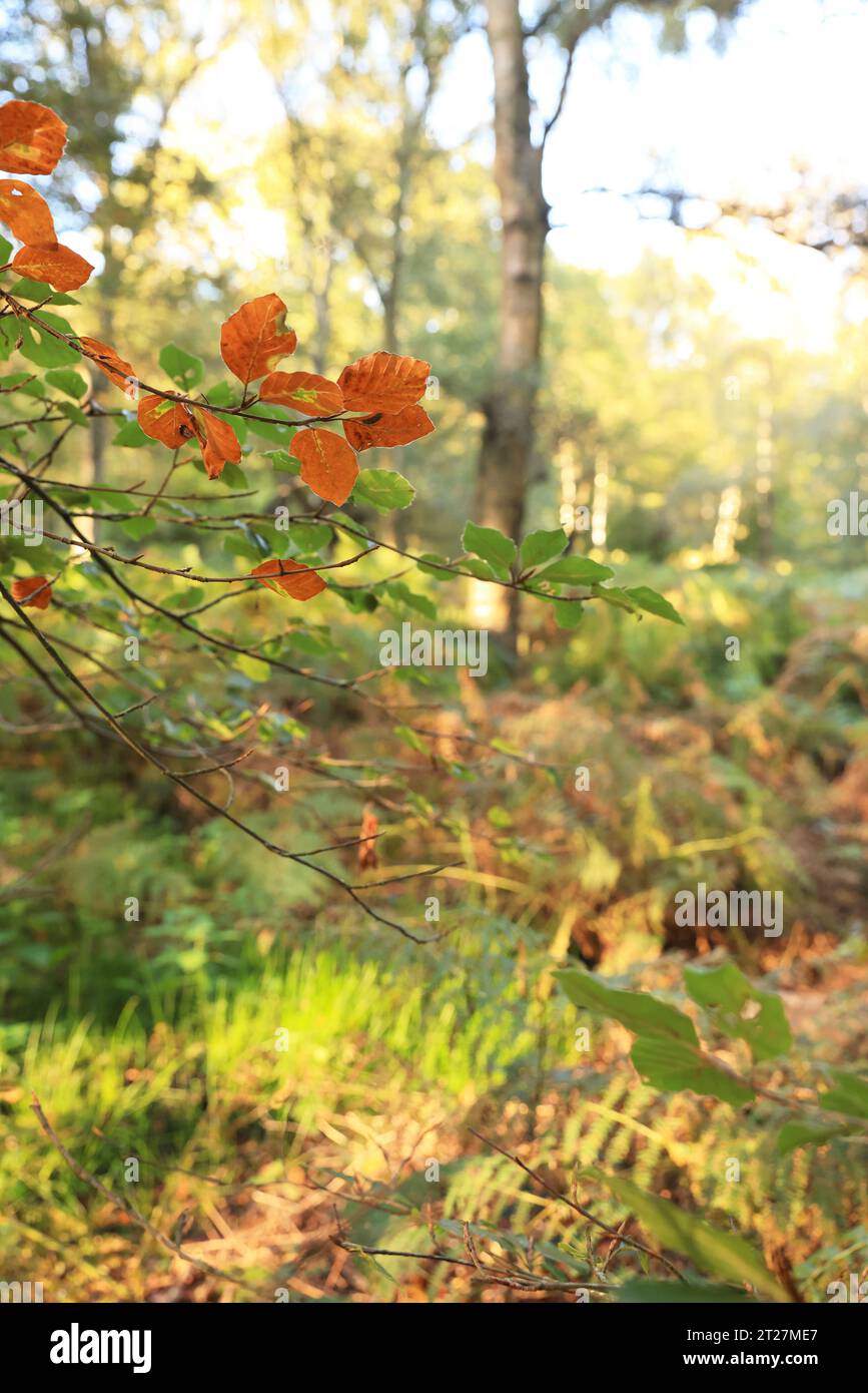 The High Beech area of Epping Forest in Essex, in autumnal weather, UK ...
