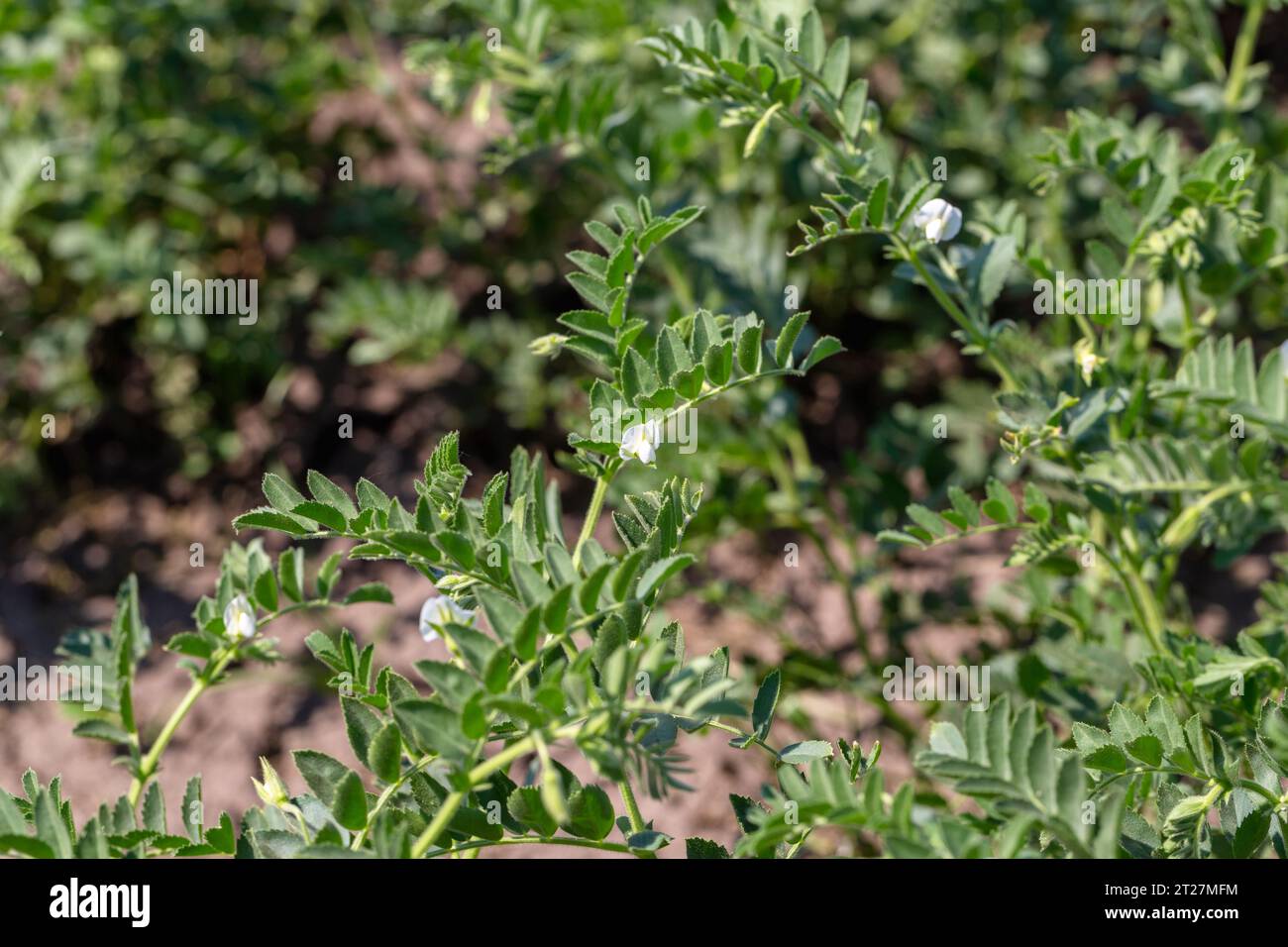 Chickpeas growing in an organic garden hi-res stock photography and ...