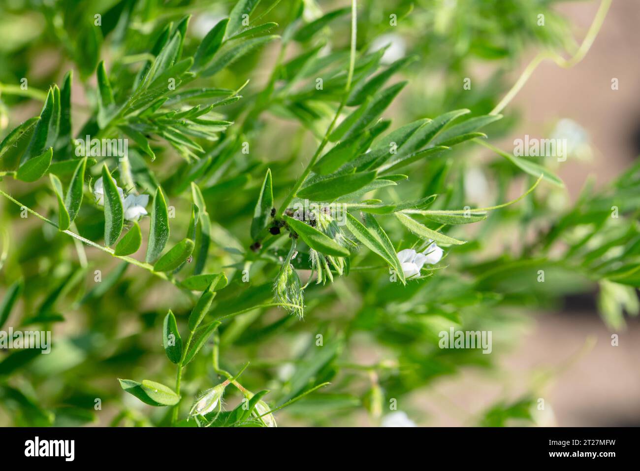Close-up of lentil plant with white flowers. Lentil field. Detail of ...