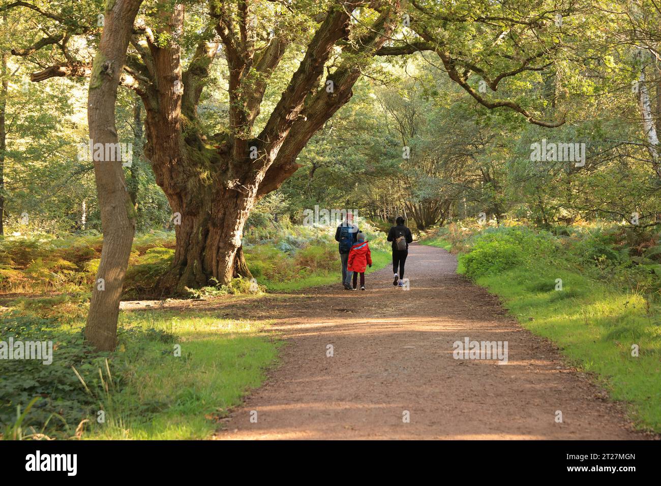 The High Beech area of Epping Forest in Essex, in autumnal weather, UK ...