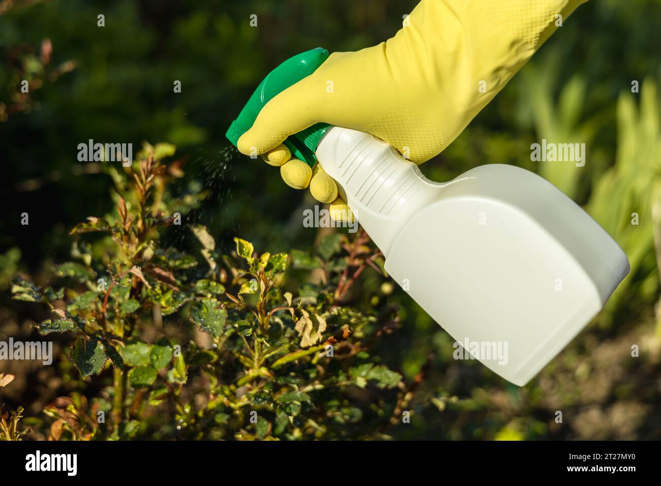 Treatment of roses from pests, aphids and fungi. Remedy for roses from ...