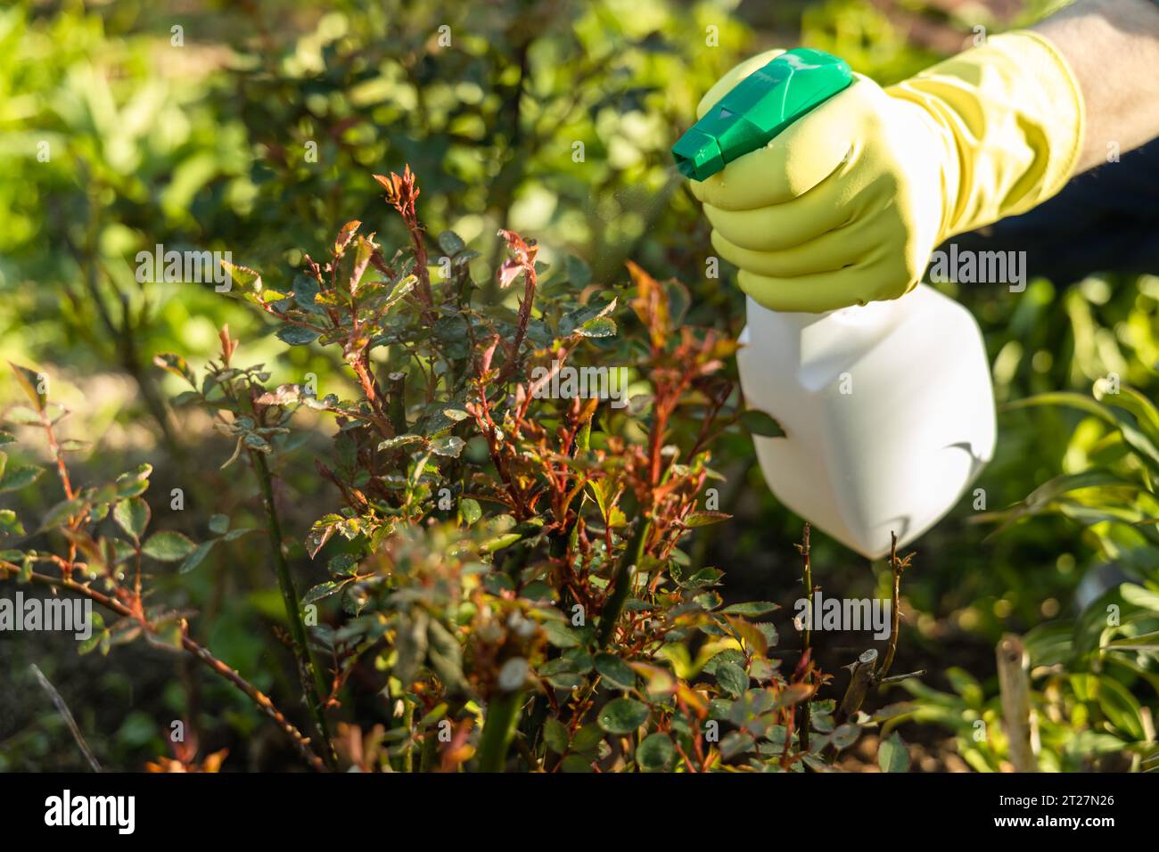 Treatment of roses from pests, aphids and fungi. Remedy for roses from ...