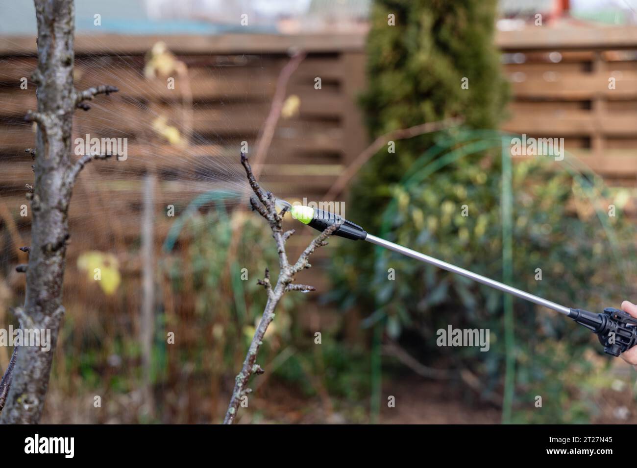 Spraying fruit trees with a pump sprayer with insecticides and ...