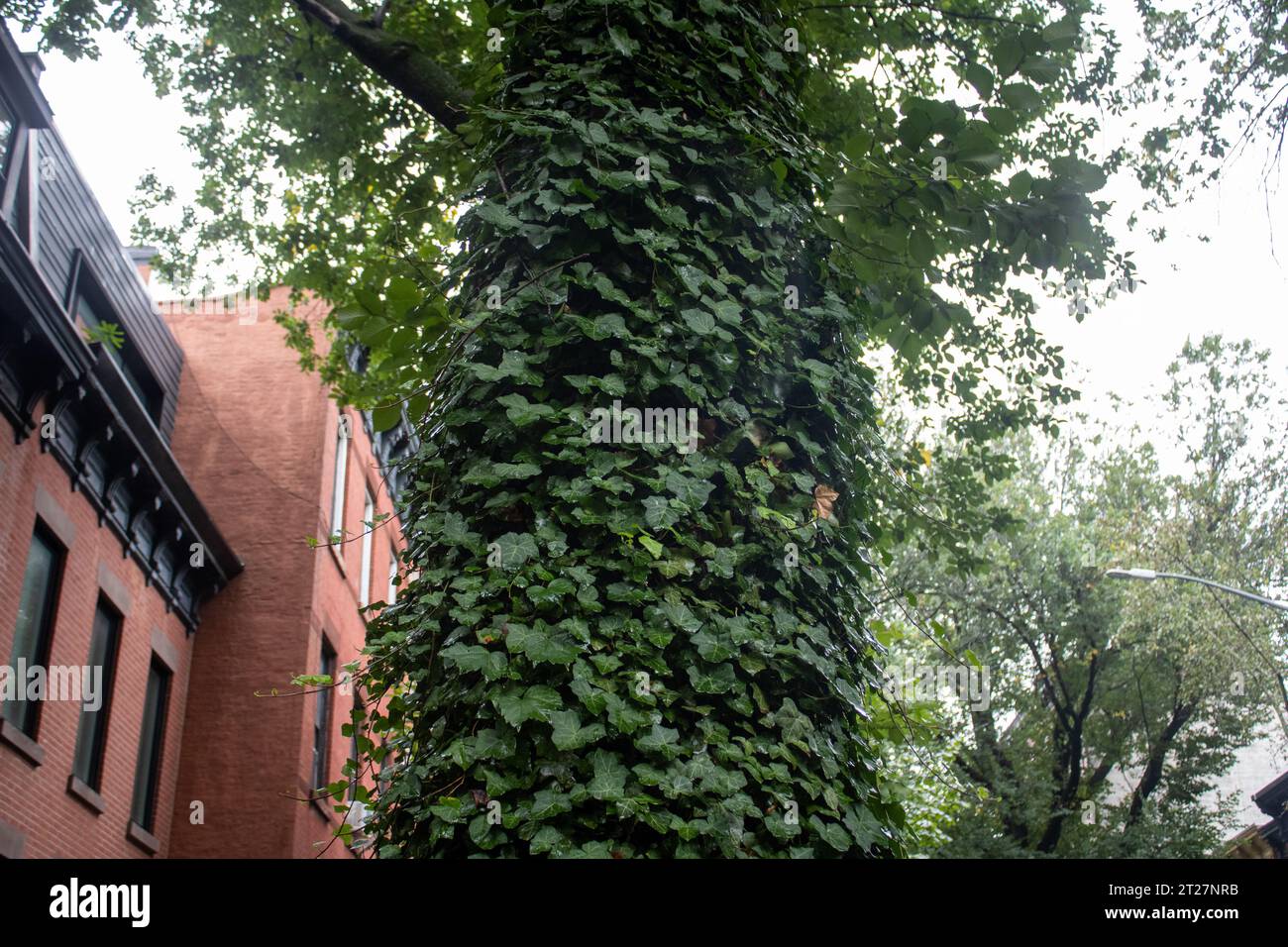 tree shot of tree covered in leaves Stock Photo - Alamy