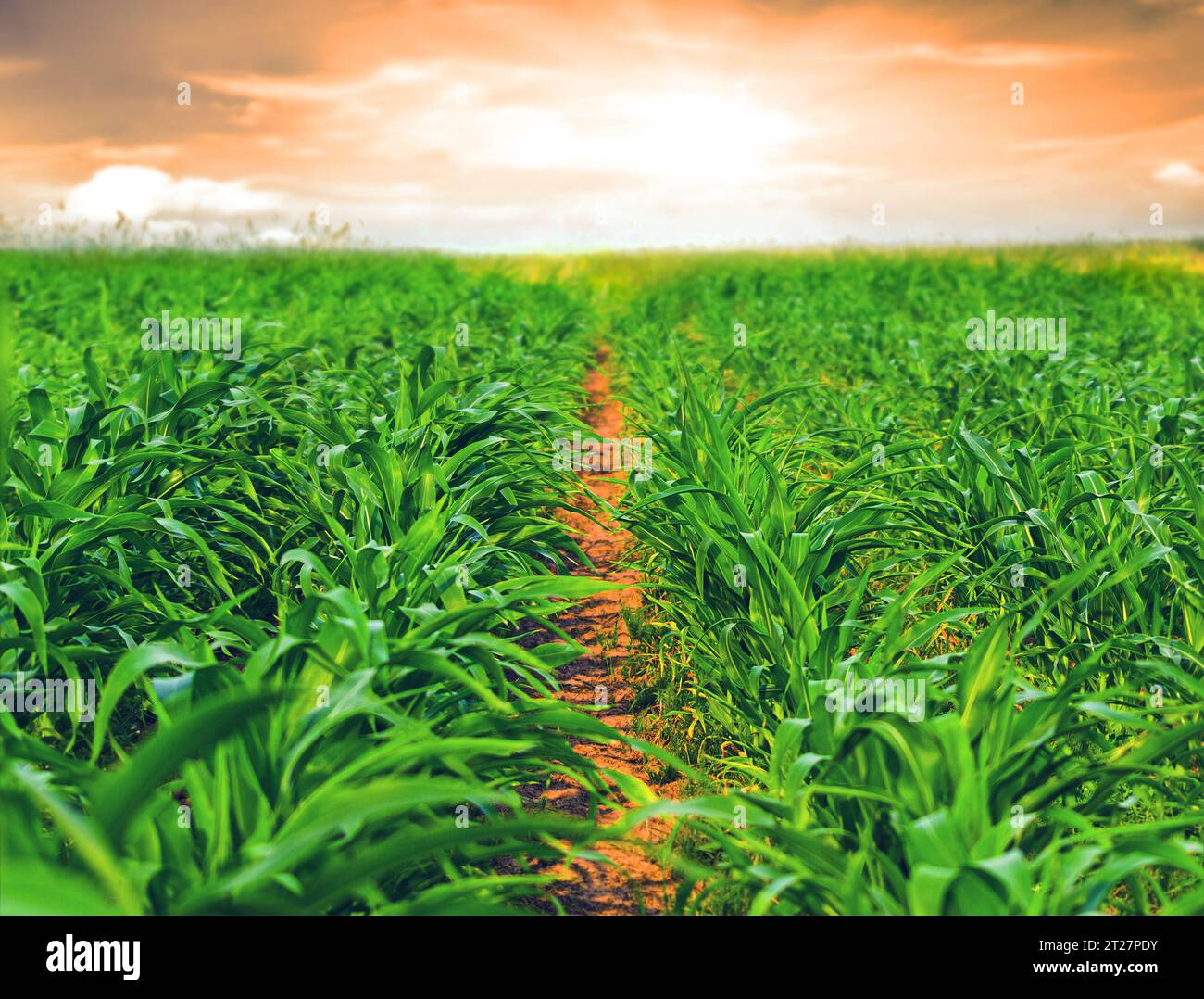 Field path at sunset hi-res stock photography and images - Alamy