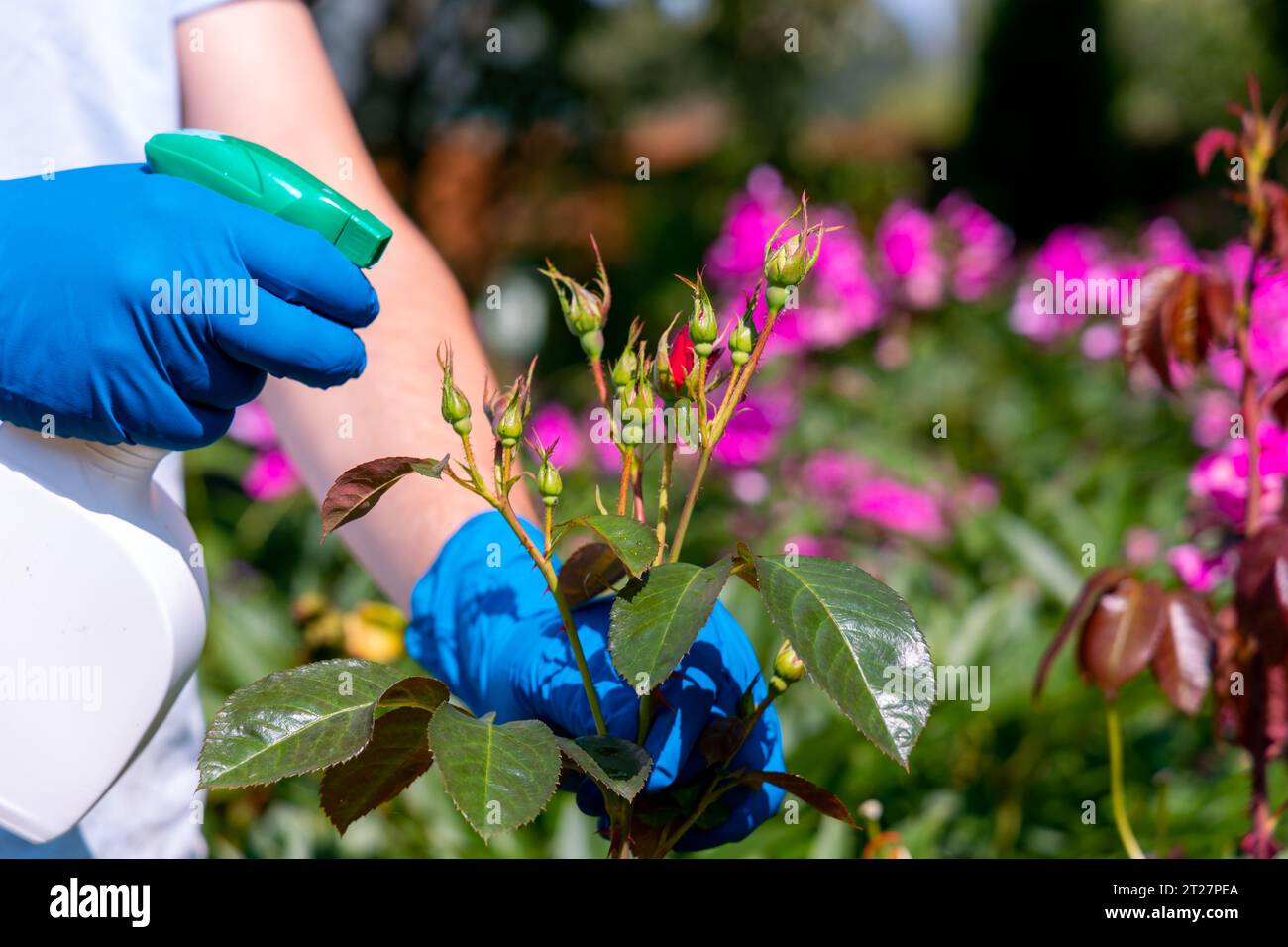 treatment in the garden of young shoots of roses from aphids ...