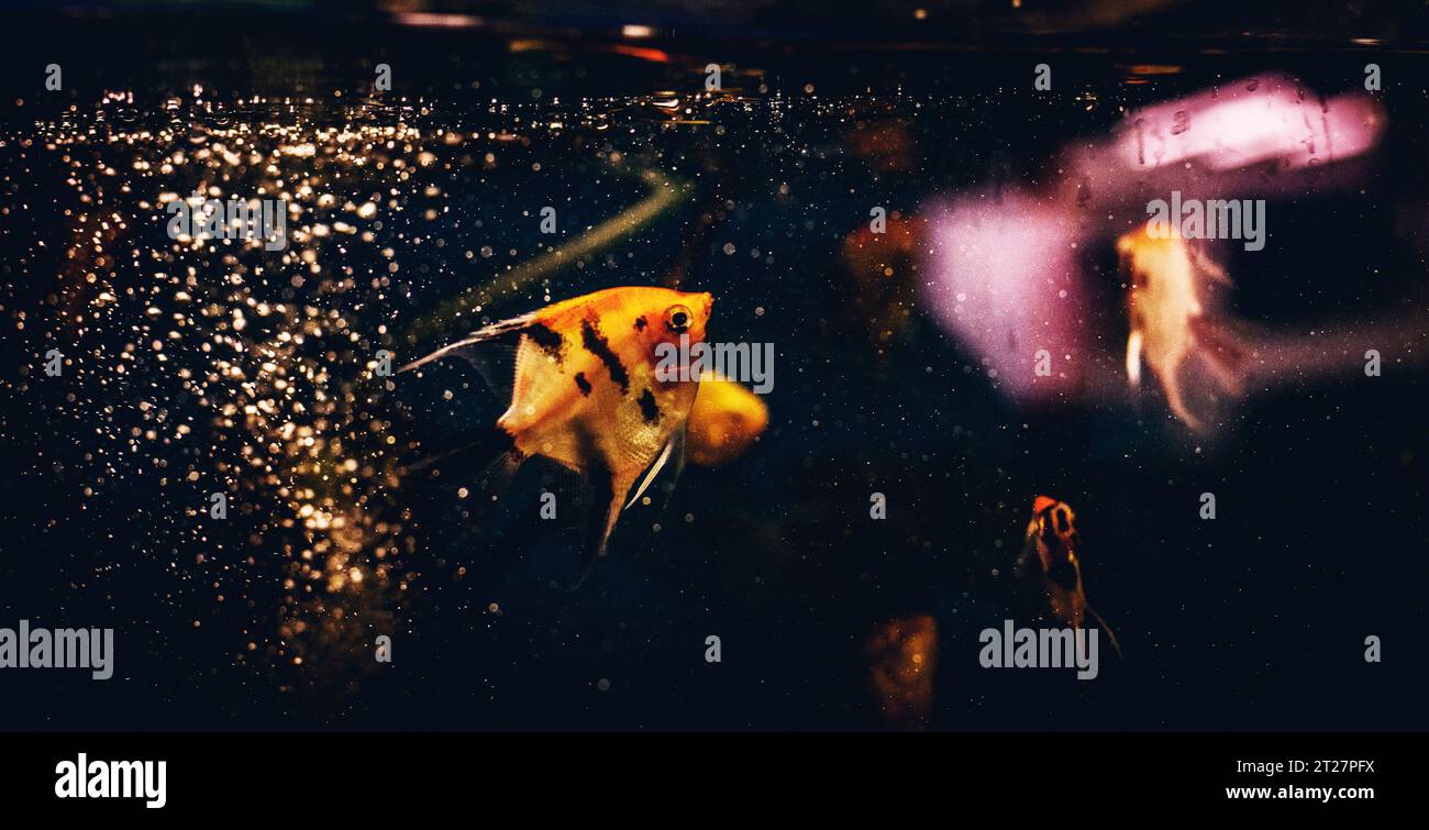 Angelfish pterophyllum scalare aquarium fishes hi-res stock photography ...