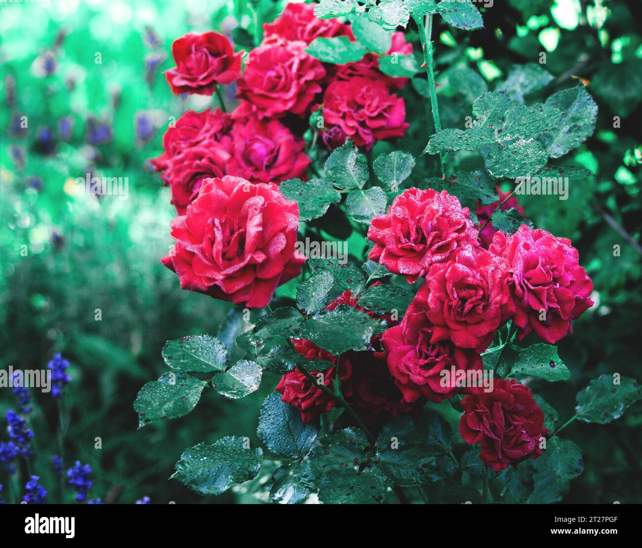 Red Rose and Lavender garden flowers Stock Photo - Alamy