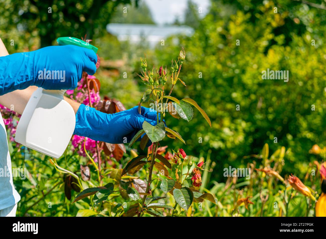 treatment in the garden of young shoots of roses from aphids ...