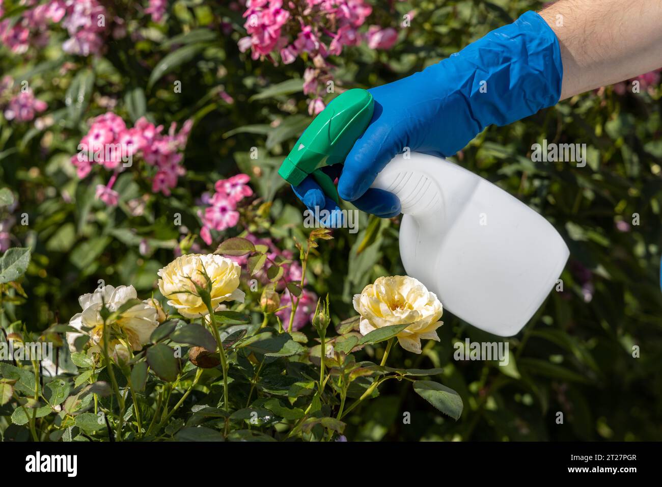 treatment in the garden of young shoots of roses from aphids ...