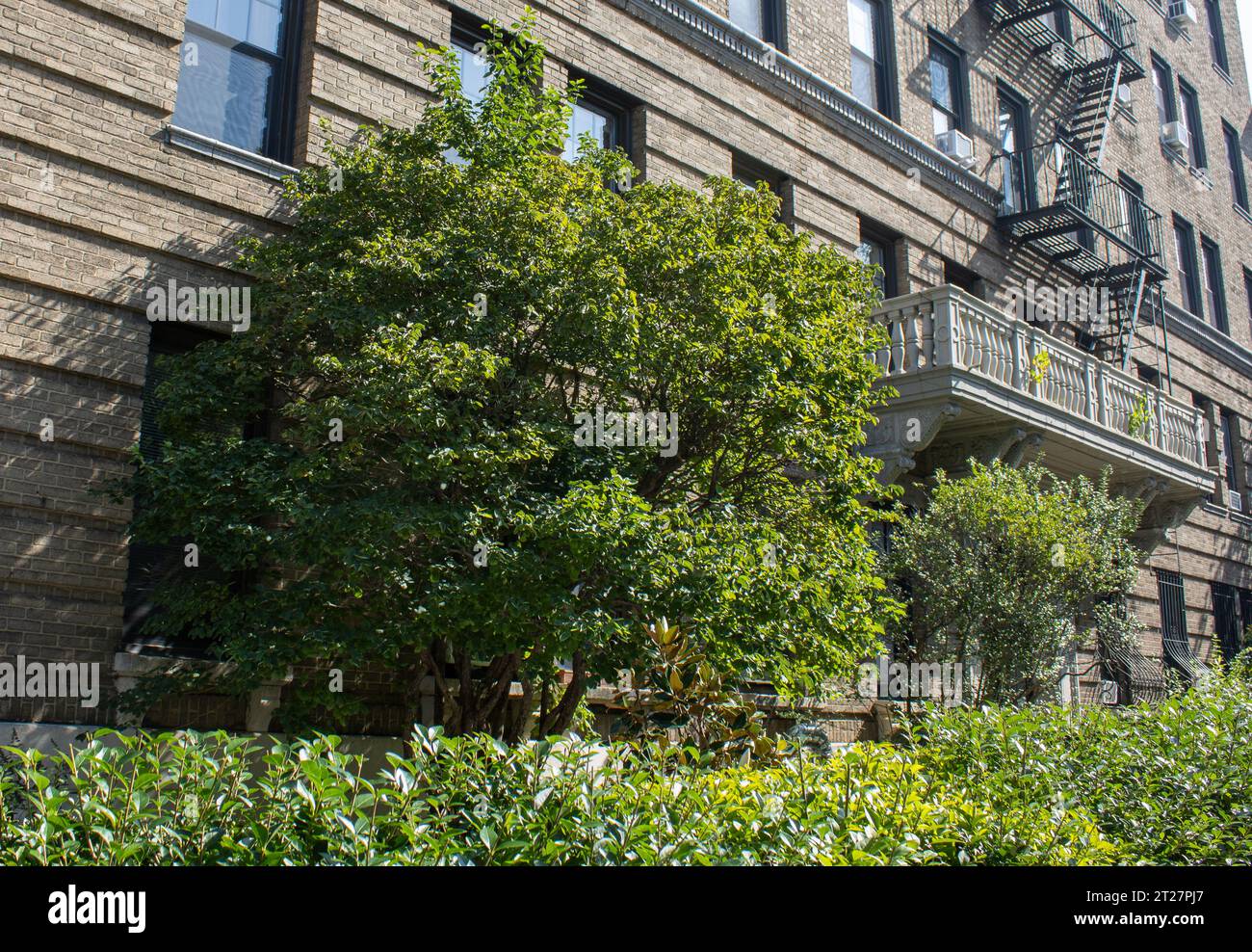 Potted trees bushes hi-res stock photography and images - Alamy